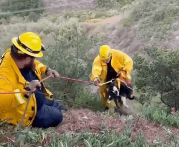 Deaf Dog Falls 100 Feet and is Rescued From Ravine | Front Page News Paper