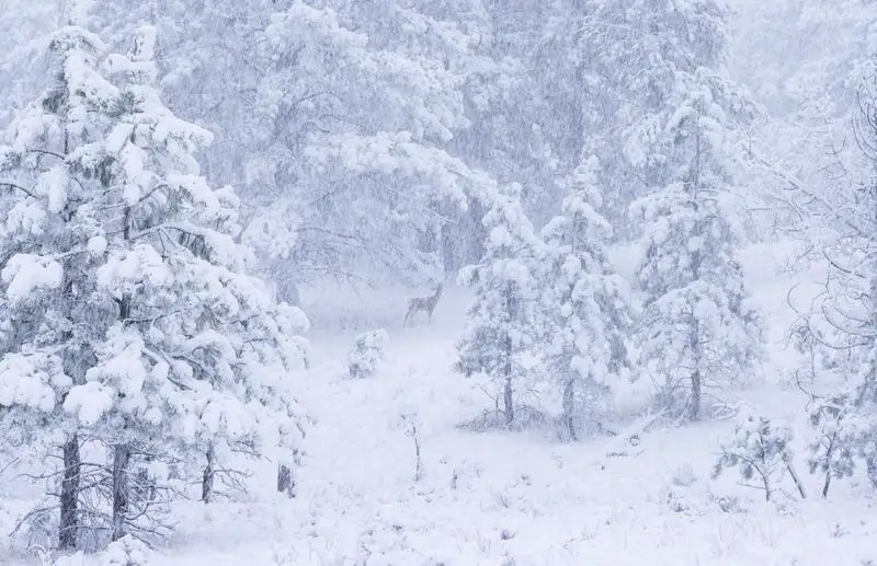 Missing Teacher Found Dead in Snow | Front Page News Paper